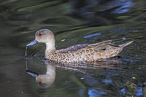 Grey teal Facts for Kids