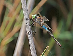 Lesser emperor Facts for Kids