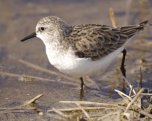 Little stint Facts for Kids