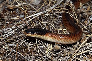 Mallee black-backed snake Facts for Kids