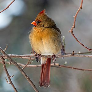 Cardinal (bird) Facts for Kids