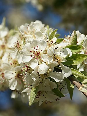 Pyrus spinosa Facts for Kids
