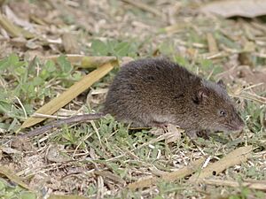Kemp's grass mouse Facts for Kids