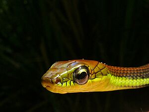 Dendrelaphis formosus for Kids