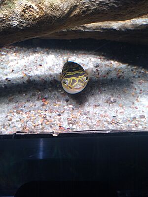 Dichotomyctere ocellatus Facts for Kids