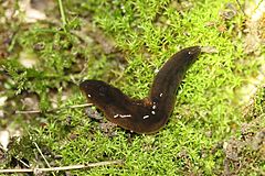Planaria Facts for Kids