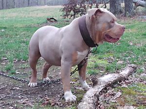 American Bully Facts for Kids