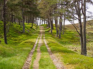 Comyn's Road Facts for Kids