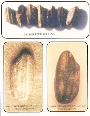 Kalanamak rice Facts for Kids