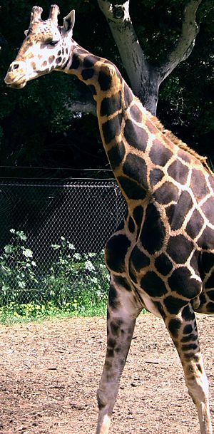 Gemina (giraffe) Facts for Kids