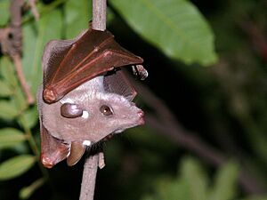 Peters's epauletted fruit bat Facts for Kids