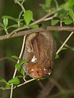 Eastern red bat Facts for Kids