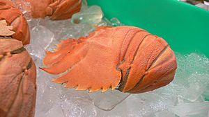 Balmain bug Facts for Kids