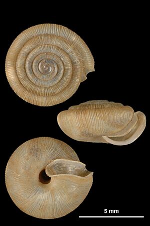 Trissexodon constrictus Facts for Kids