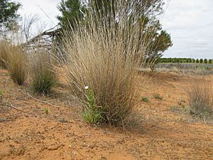 Bunched kerosene grass Facts for Kids