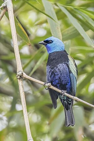 Blue-necked tanager Facts for Kids