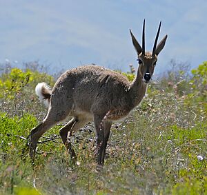 Grey rhebok Facts for Kids