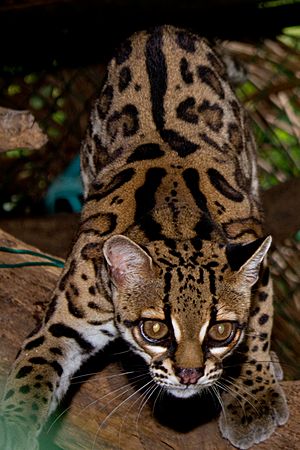 Margay Facts for Kids