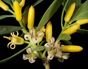 Persoonia elliptica Facts for Kids