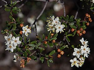 Phebalium megaphyllum Facts for Kids