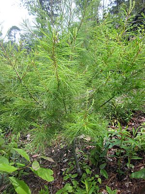 Chiapas pine Facts for Kids