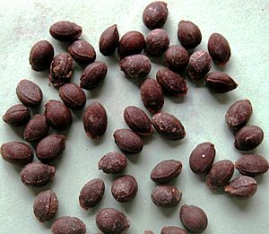 Pointed gourd Facts for Kids