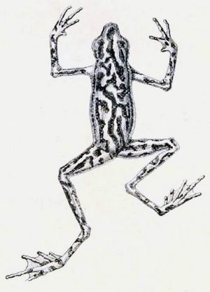 Elegant stubfoot toad Facts for Kids