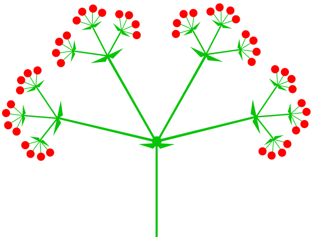 Image: Dreifachdolde (inflorescence)