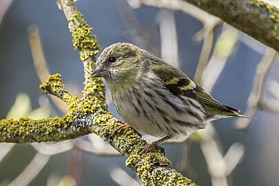 Eurasian siskin Facts for Kids