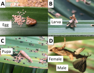 Image: Metisa plana - eggs, larva, pupa and adults