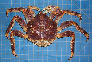 Blue king crab Facts for Kids