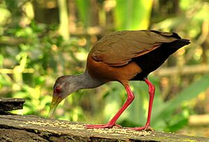 Grey-cowled wood rail Facts for Kids