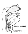 Epiglottis Facts for Kids