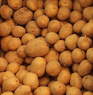 Gala potato Facts for Kids