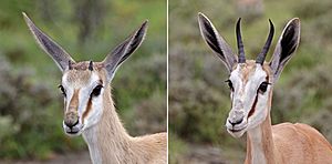 Springbok Facts for Kids