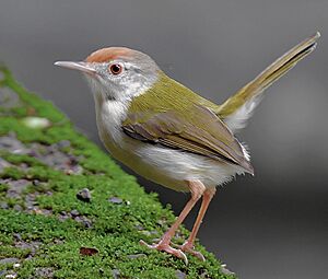 Common tailorbird Facts for Kids