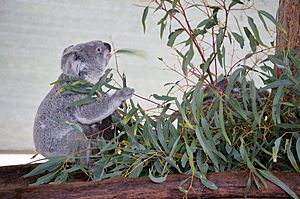 Cohunu Koala Park Facts for Kids