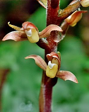 Giant jewel orchid Facts for Kids