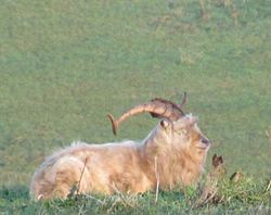 Bilberry goat Facts for Kids