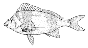 Magpie perch Facts for Kids