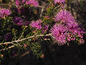 Melaleuca seriata Facts for Kids