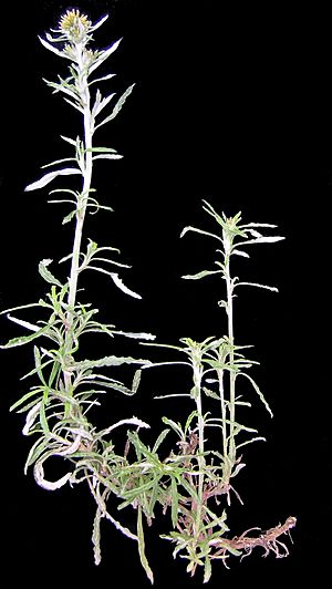 Common cudweed Facts for Kids