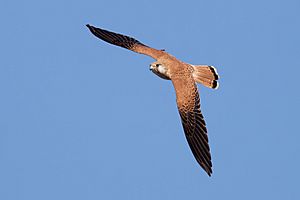 Nankeen kestrel Facts for Kids
