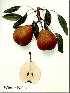 Winter Nelis pear Facts for Kids