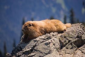 Olympic marmot Facts for Kids