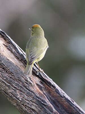 Orange-crowned warbler Facts for Kids