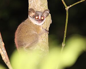 Uluguru bushbaby Facts for Kids