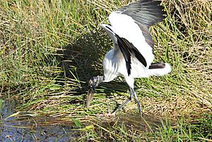 Wood stork Facts for Kids