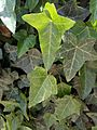 Common ivy Facts for Kids