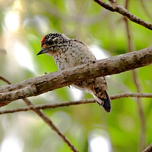White-wedged piculet Facts for Kids